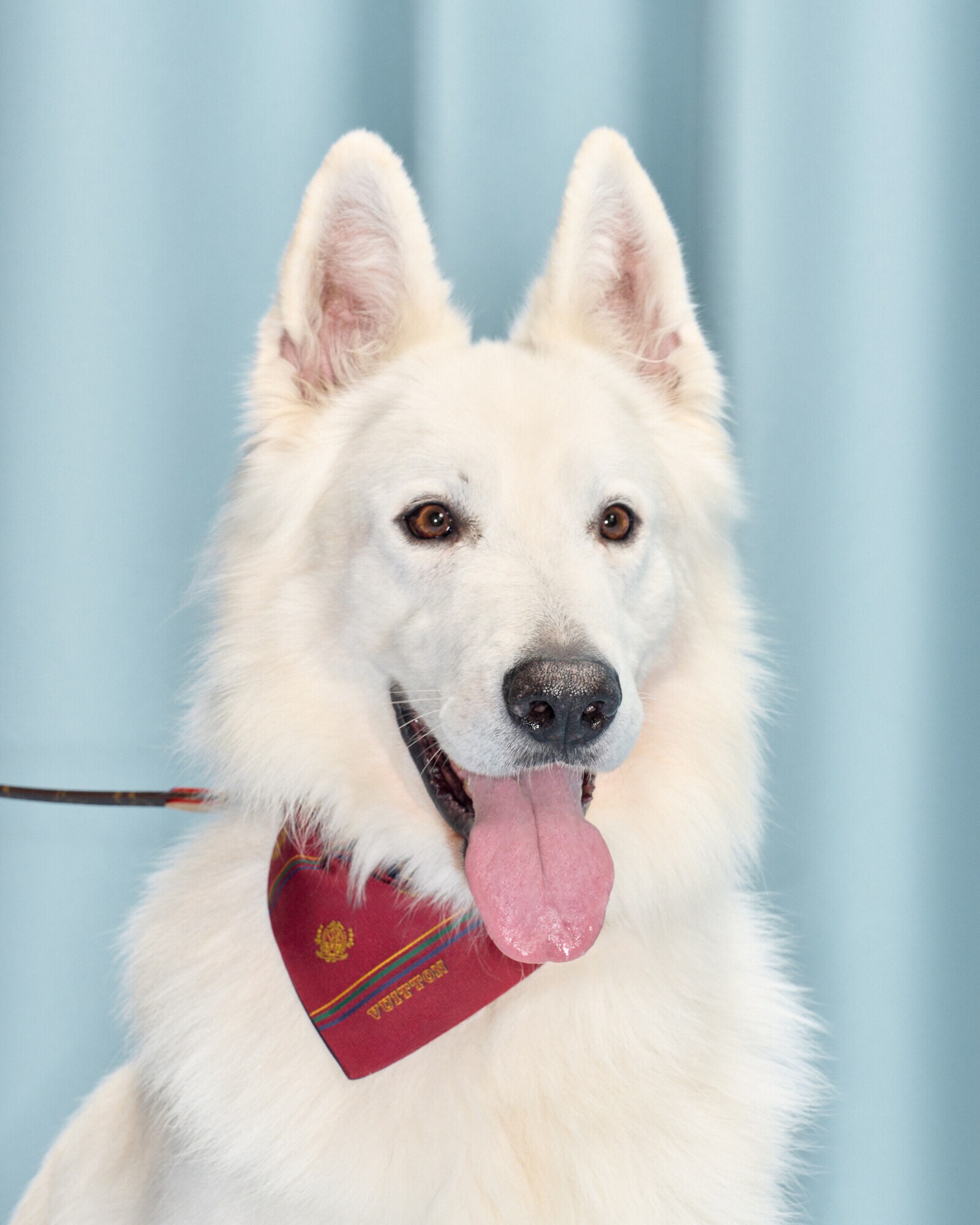 For Pets Collection for New | LOUIS VUITTON